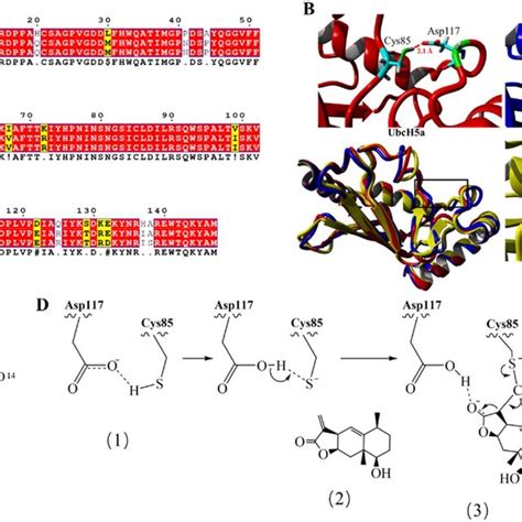 A Sequence Alignment Of Ubch5s B 3d Structural Comparison Of