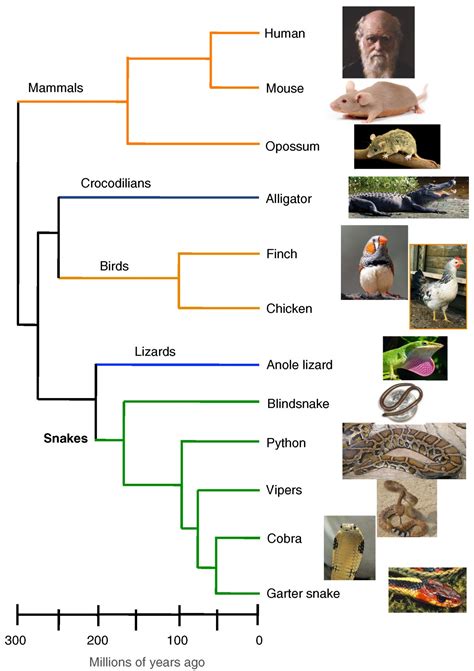 sequencing the genome of the burmese python python molurus bivittatus