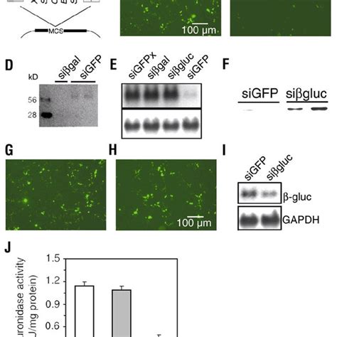 Rna Expressed From Cmv Promoter Constructs And In Vitro Effects A A