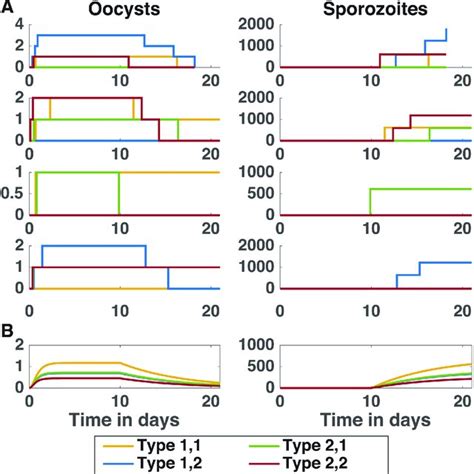 Comparison Of Stochastic And Deterministic Dynamics Of Oocysts And