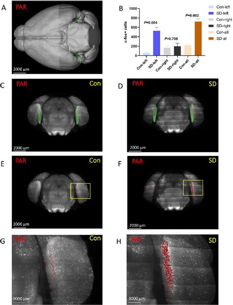 The Number Of C Fos Expressing Cells In The Parasubiculum Par