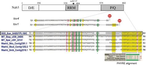 Map Of Nab3 With Expansion Of The Carboxy Terminal Sequence And Its