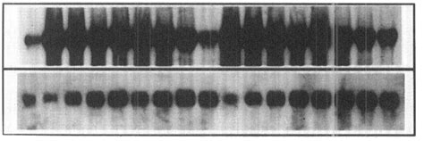T€f3 Mrna Levels During The Yeast To Hyphal Transition A An