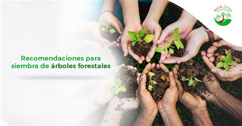 Recomendaciones Para Siembra De árboles Forestales