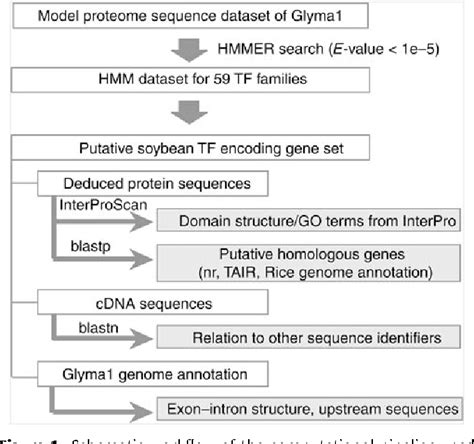 Figure 1 From In Silico Analysis Of Transcription Factor Repertoire And