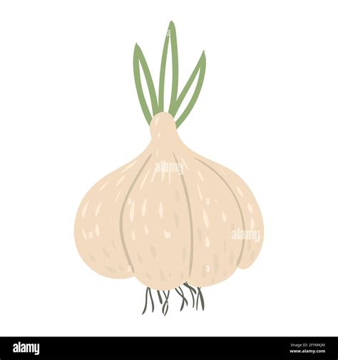 Garlicl Natural Healthy Organic Nutrition Product Vector Doodle