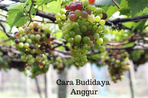 Inilah Cara Mudah Budidaya Anggur Hama And Penyakit Tanaman