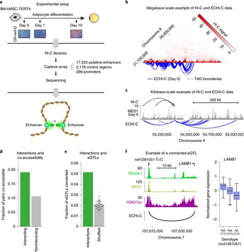 Enhancer Capture Hi C Identifies Functional Chromatin Interactions In