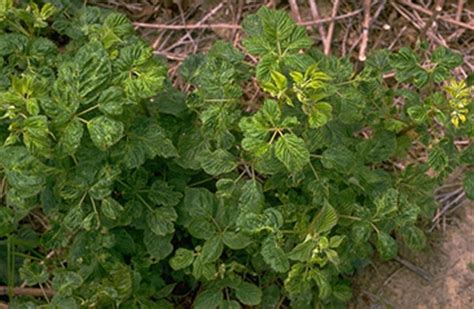 Raspberries Leaves Are Curled Rolled Or Crinkled Berry Diagnostic Tool
