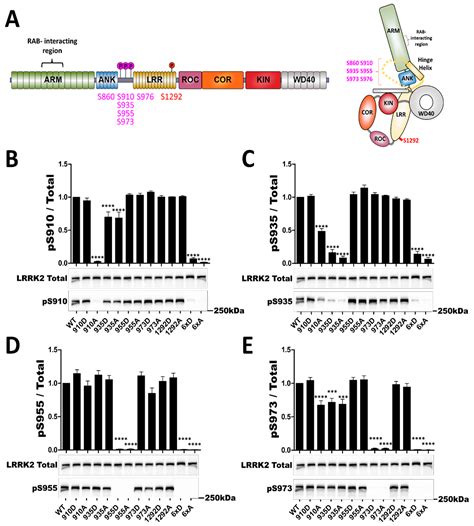 Cells Free Full Text A Phosphosite Mutant Approach On Lrrk2 Links