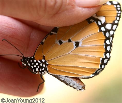 South African Photographs Male Female Monarch Butterfly Mating