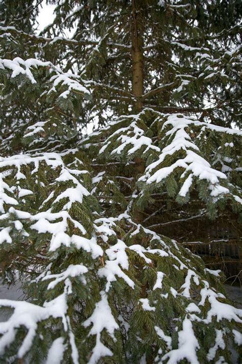 Snow Covers Pine Tree Stock Image Image Of Tree Landscape 85618289
