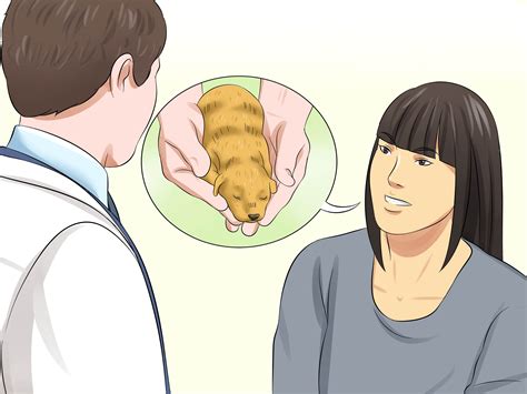 how to determine the sex of puppies 11 steps with pictures