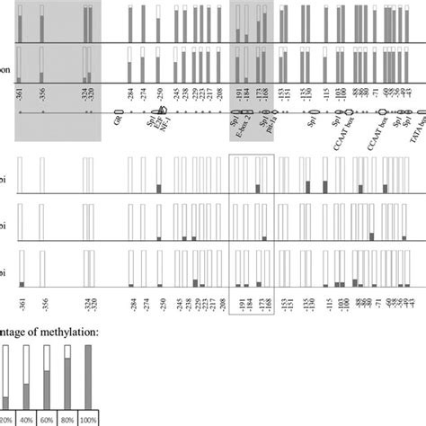 Primers Used For The Telomerase Activity Dna Methylation Patterns And