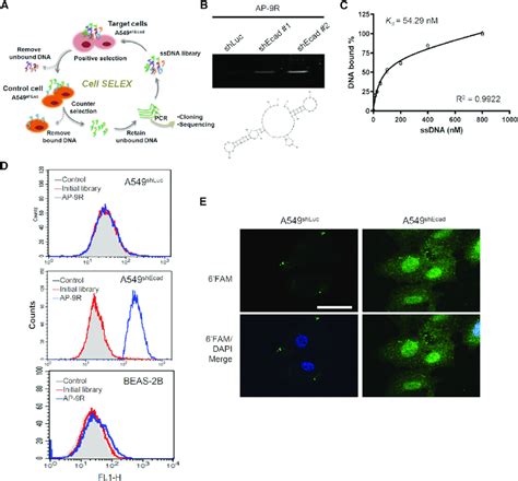 Isolation And Characterization Of Cancer Stem Cell Specific Dna
