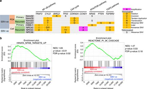 Mutations Of Key Oncogenic Pathways In Npc Tumor Lines A Genetic