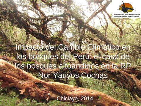 Pdf Impacto Del Cambio Climático En Los Bosques Del Perú El