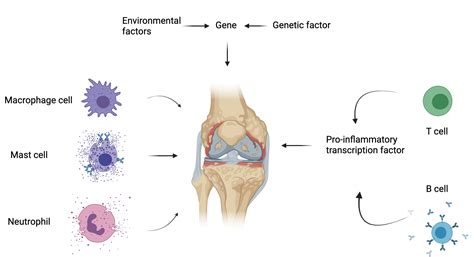 Immunomodulatory Role Of T Helper Cells In Rheumatoid Arthritis Bone