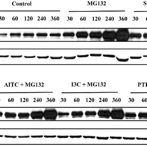 Time Course Accumulation Of Nrf2 By Chemopreventive Agents Itcs I3c