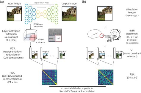 Self Supervised Dnn And Evc Fmri Activity A Self Supervised Deep