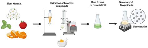 Biosynthesis Of Nanoparticles Using Plant Extracts Encyclopedia Mdpi