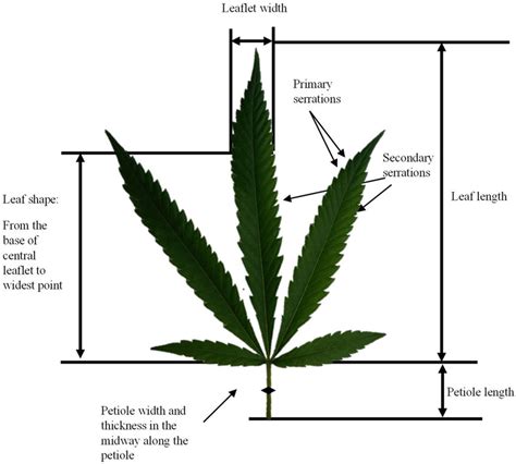 Leaf Traits Measured On The Central Leaflet Of Fully Expanded Leaves