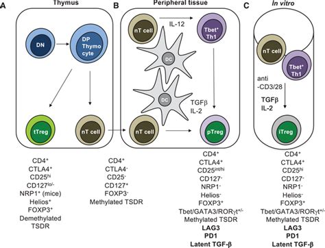 Summary Of Treg Subsets Download Scientific Diagram