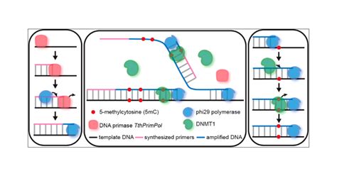 Dna 5 Methylcytosine Specific Amplification And Sequencing Journal Of
