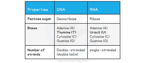 Cie A Level Biology复习笔记6 1 1 Nucleotides 翰林国际教育