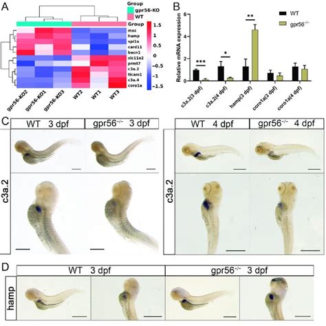 The Deletion Of Gpr56 Affects The Expression Of Innate Immunity Related