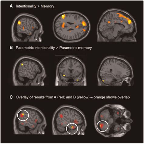 Experiment 2 Fmri Results Showing A A Broad Pattern Of Response To