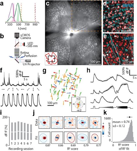 Panoramic Visual Statistics Shape Retina Wide Organization Of Receptive