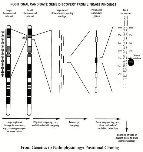 Clinical Genetics Vii From Genetics To Pathophysiology Positional