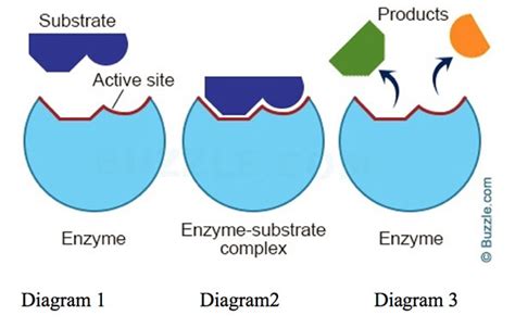 How Enzymes Work Scientifically Enzymewizard