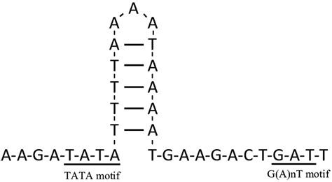 Predicted Stem Loop Structure With The Tata Motif And G A N T Motif In