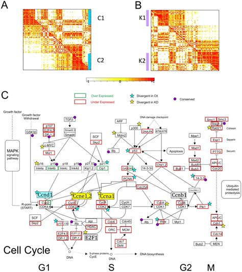 A Graphic Representation Of A Correlation Matrix Of Genes Based On