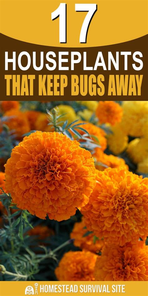 How To Keep Bugs Away From Plants