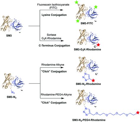 A Single Chain Variable Fragment Scfv Sm3 Was Labeled Via Three