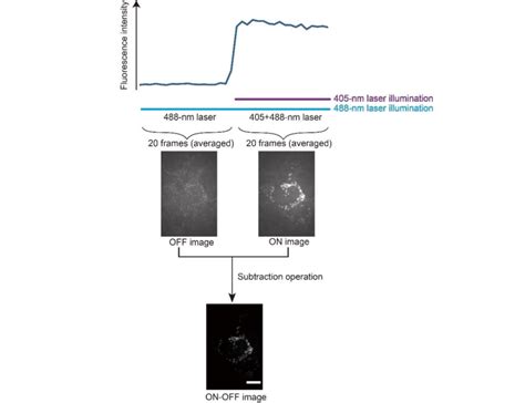 Figure S3 Scheme Of Slm Imaging Of Em Sample 100 Nm Cell Sections