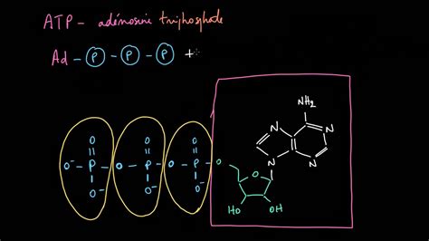 Latp Adénosine Triphosphate Youtube