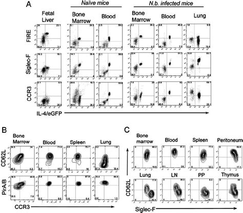 Surface Marker Expression During Maturation And Activation A Cells