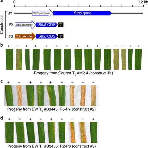 Wheat Receptor Kinase Like Protein Stb6 Controls Gene For Gene
