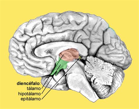 Diencefalo Divisoes Principais Neurociência
