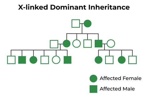 Polygenic Inheritance Definition Characteristics And Examples
