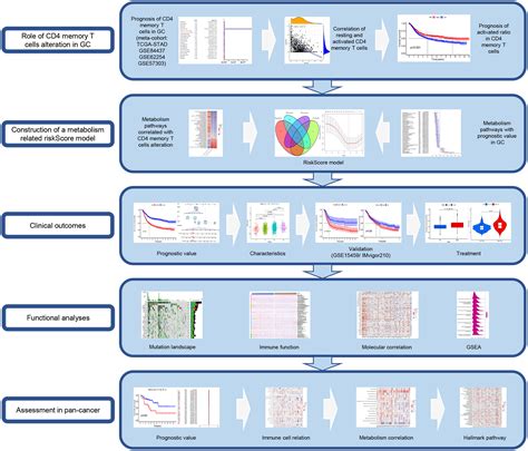 Frontiers Metabolic Reprogramming Involves In Transition Of Activated