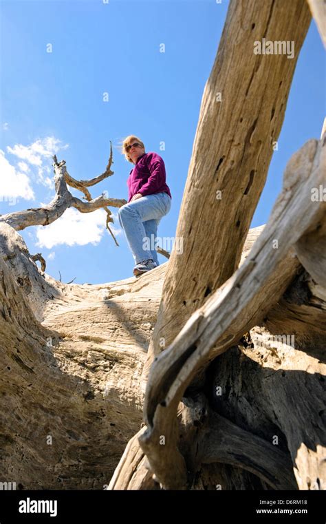 A Woman Standing On A Large Piece Of Driftwood Driftwood Beach Jekyll