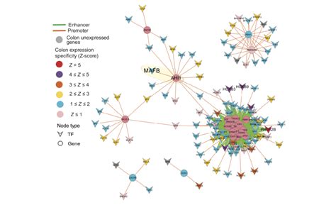 Figure S2 A Colon Specific Tf Target Gene Regulatory Network For
