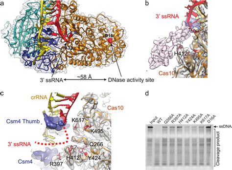 Allosteric Activation Of Dnase Activity By The 3 Flanking Sequence Of