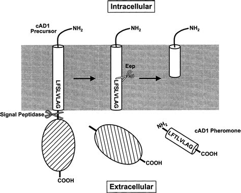 Regulated Intramembrane Proteolysis Cell