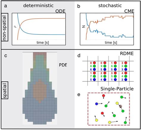 Pdf The Roles Of Space And Stochasticity In Computational Simulations